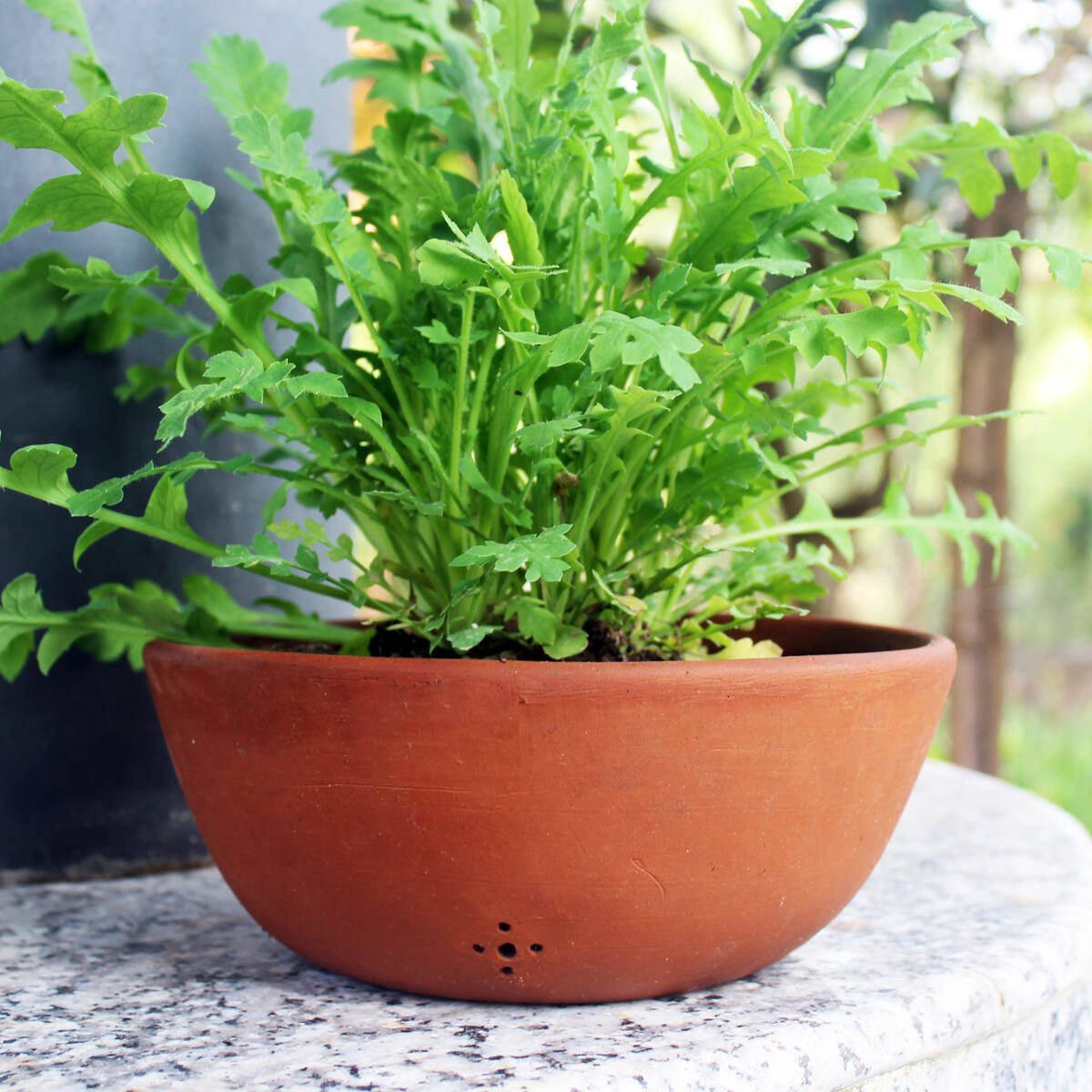 Shallow Terracotta Planter- Set of 2 by CraftLipi – Brown Living™